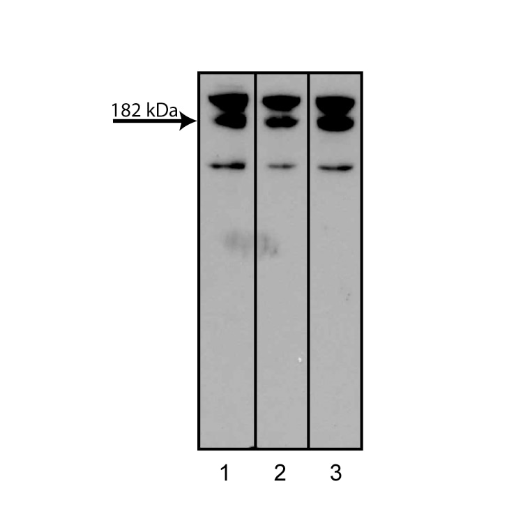 Purified Mouse Anti-AF6