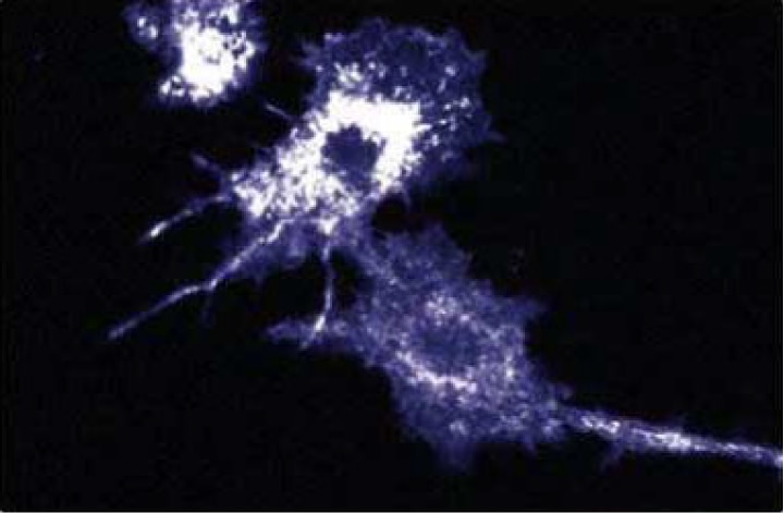 Purified Mouse Anti-AF6