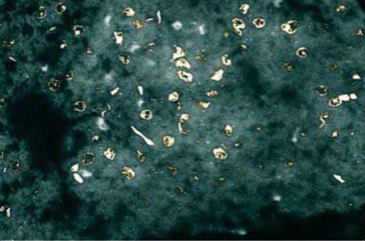 Purified Mouse Anti-XIAP