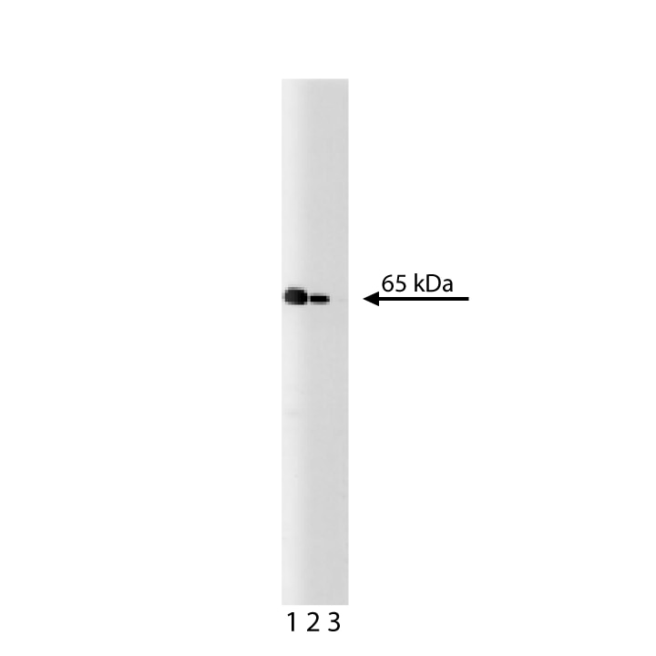 Purified Mouse Anti-NF-κB p65