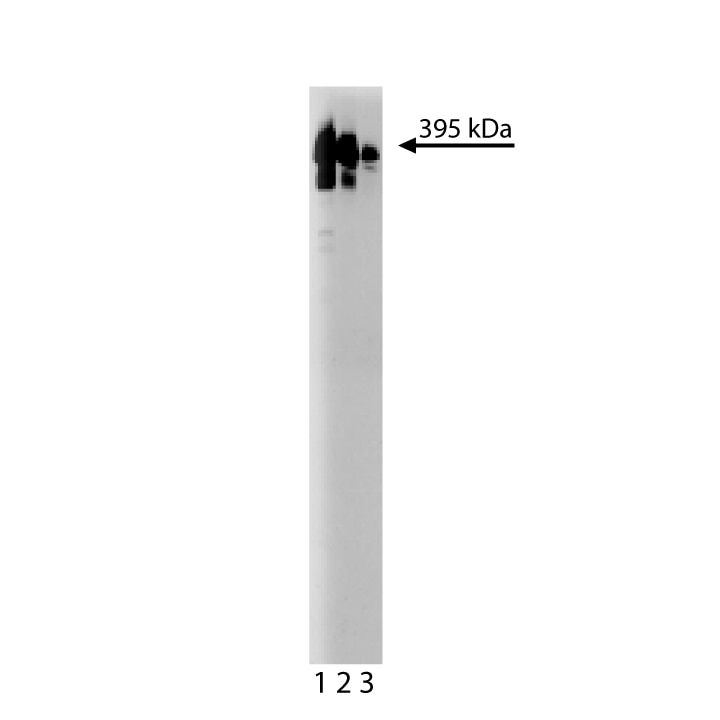 Purified Mouse Anti-Human Ki-67