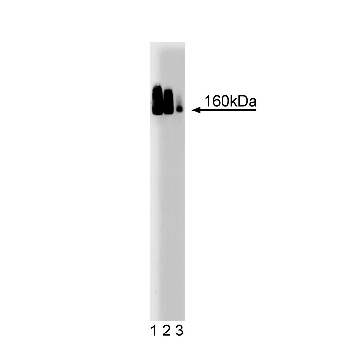 Purified Mouse Anti-Human Adaptin δ