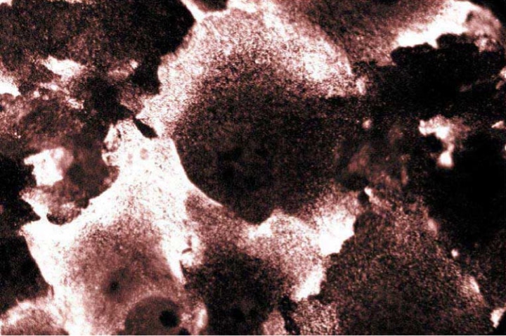 Purified Mouse Anti-PI3-Kinase p110α