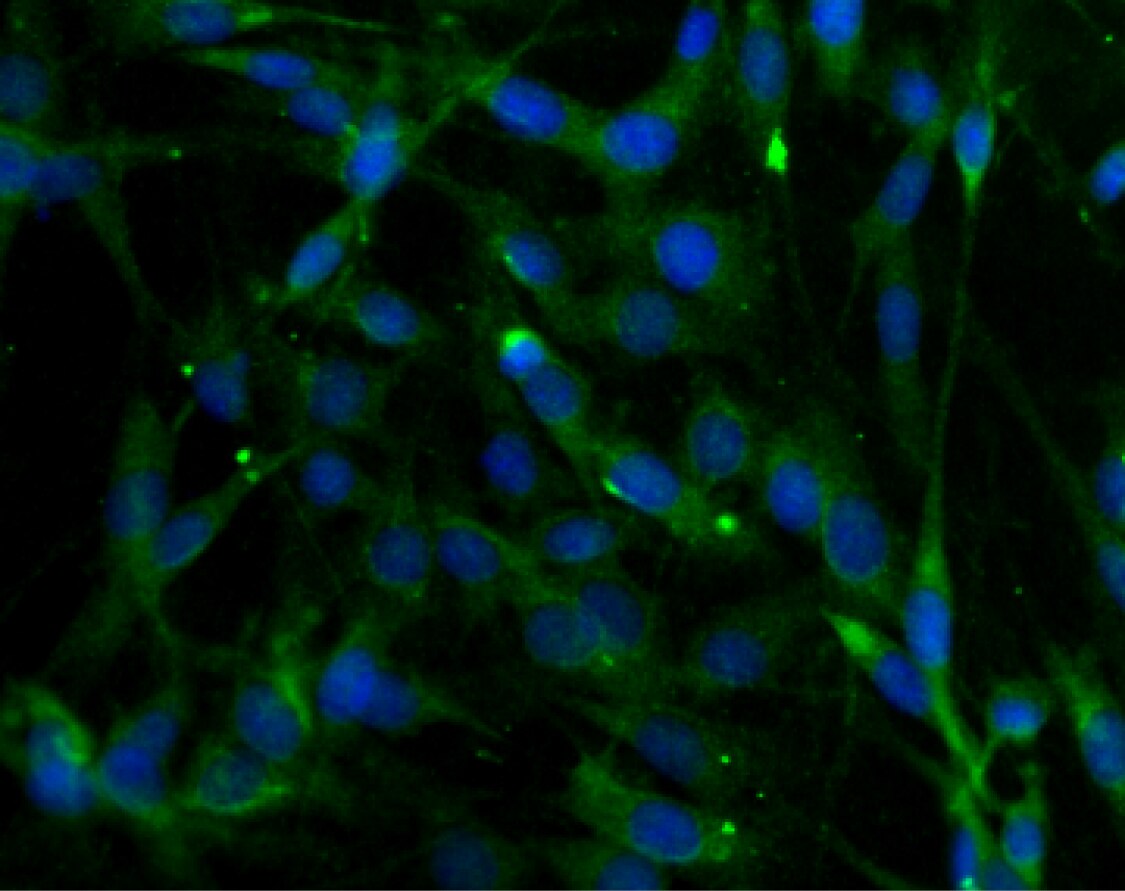 Purified Mouse Anti-Phospholipase Cβ4