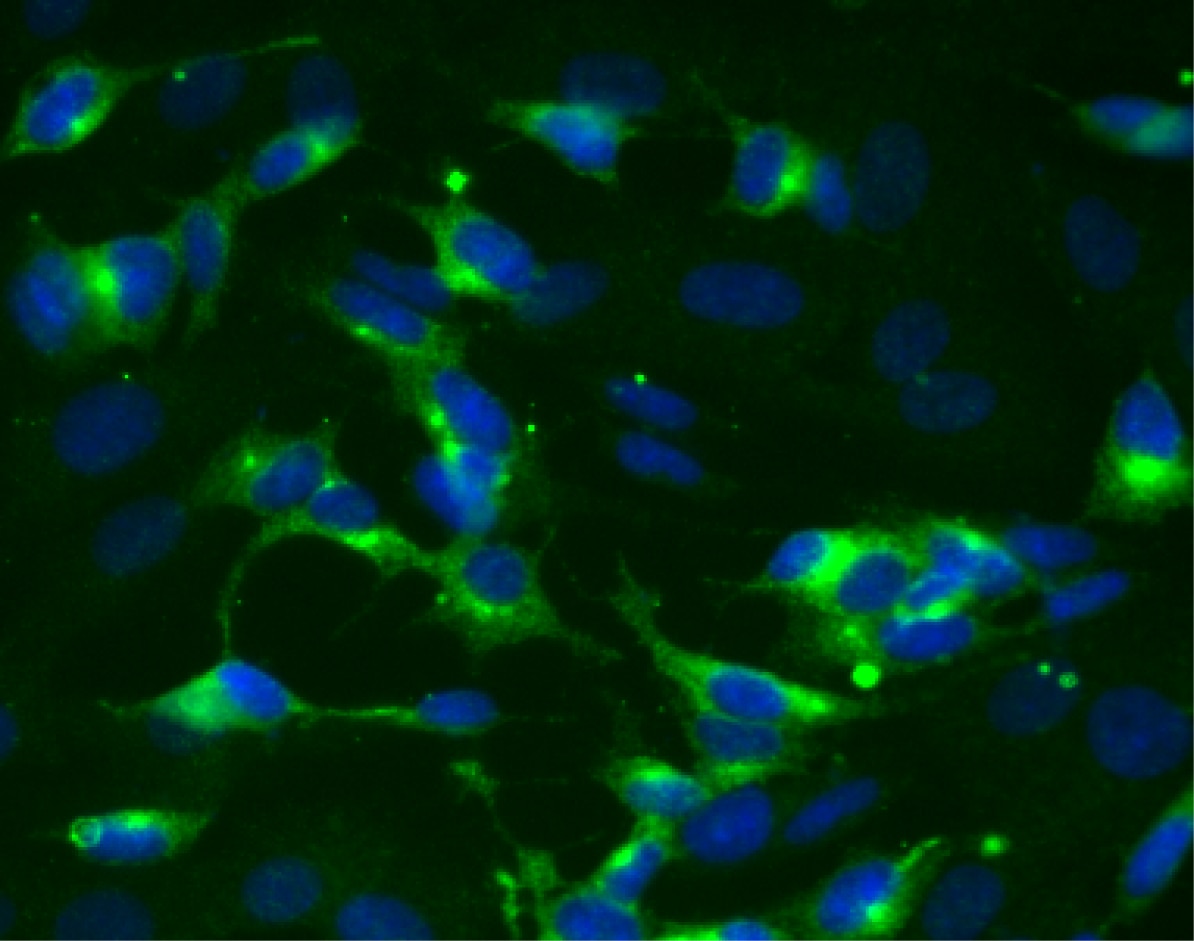 Purified Mouse Anti-Synaptophysin