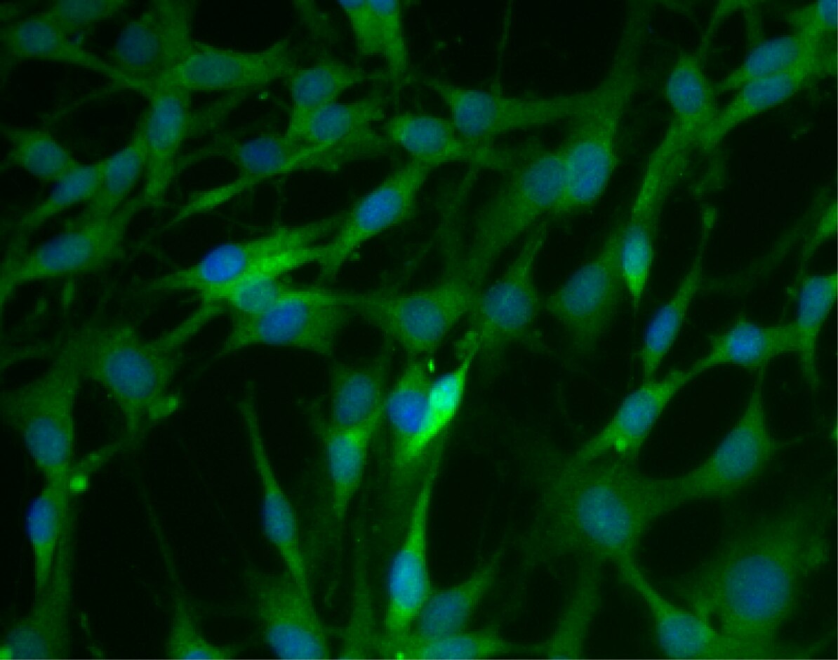 Purified Mouse Anti-COMT