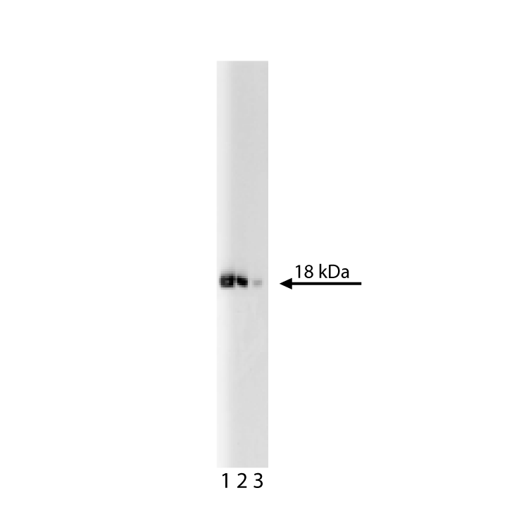 Purified Mouse Anti-eIF-5a