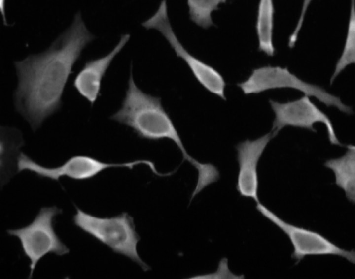 Purified Mouse Anti-eIF-5a