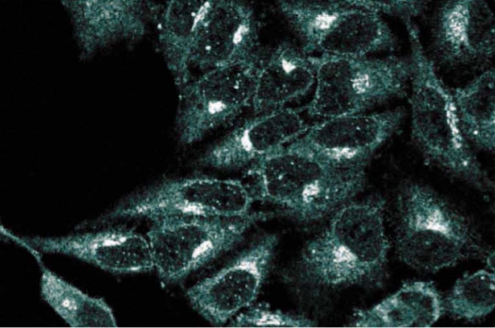 Purified Mouse Anti-VCP