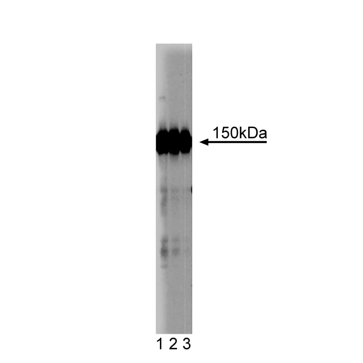 Purified Mouse Anti-Human CD49e