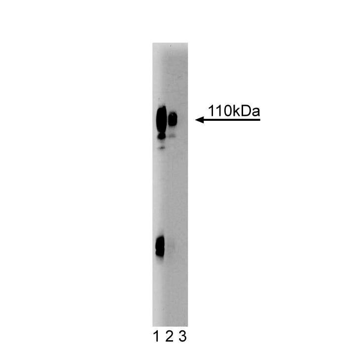Purified Mouse Anti-Human Lamp-1