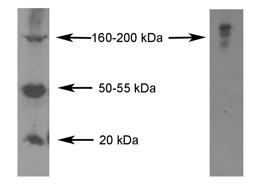 Purified Mouse Anti-ROCK-I