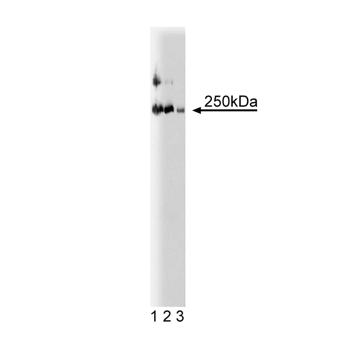 Purified Mouse Anti-LR11