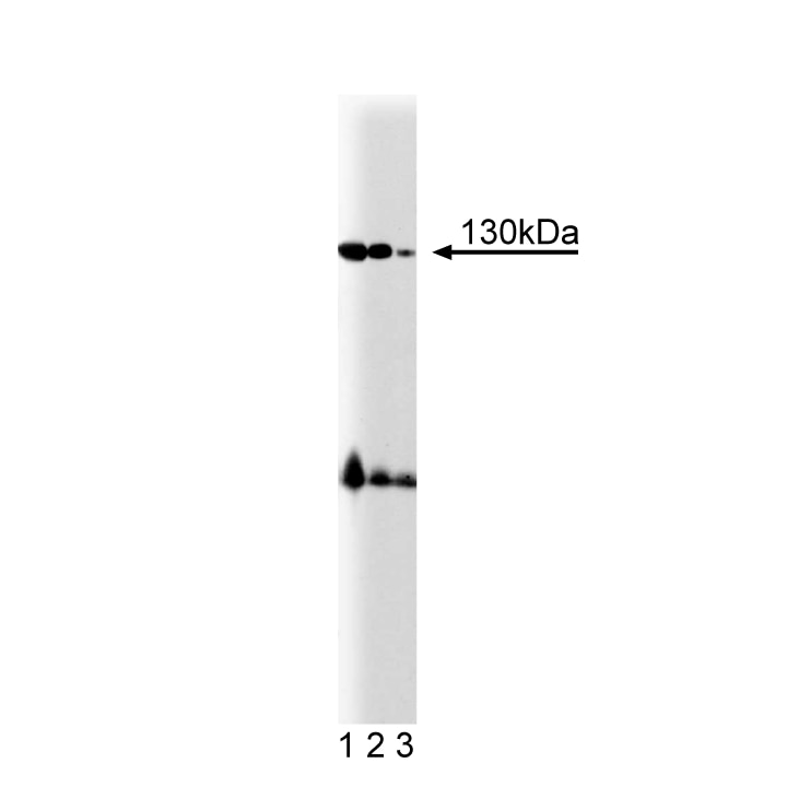 Purified Mouse Anti-BMPR-II