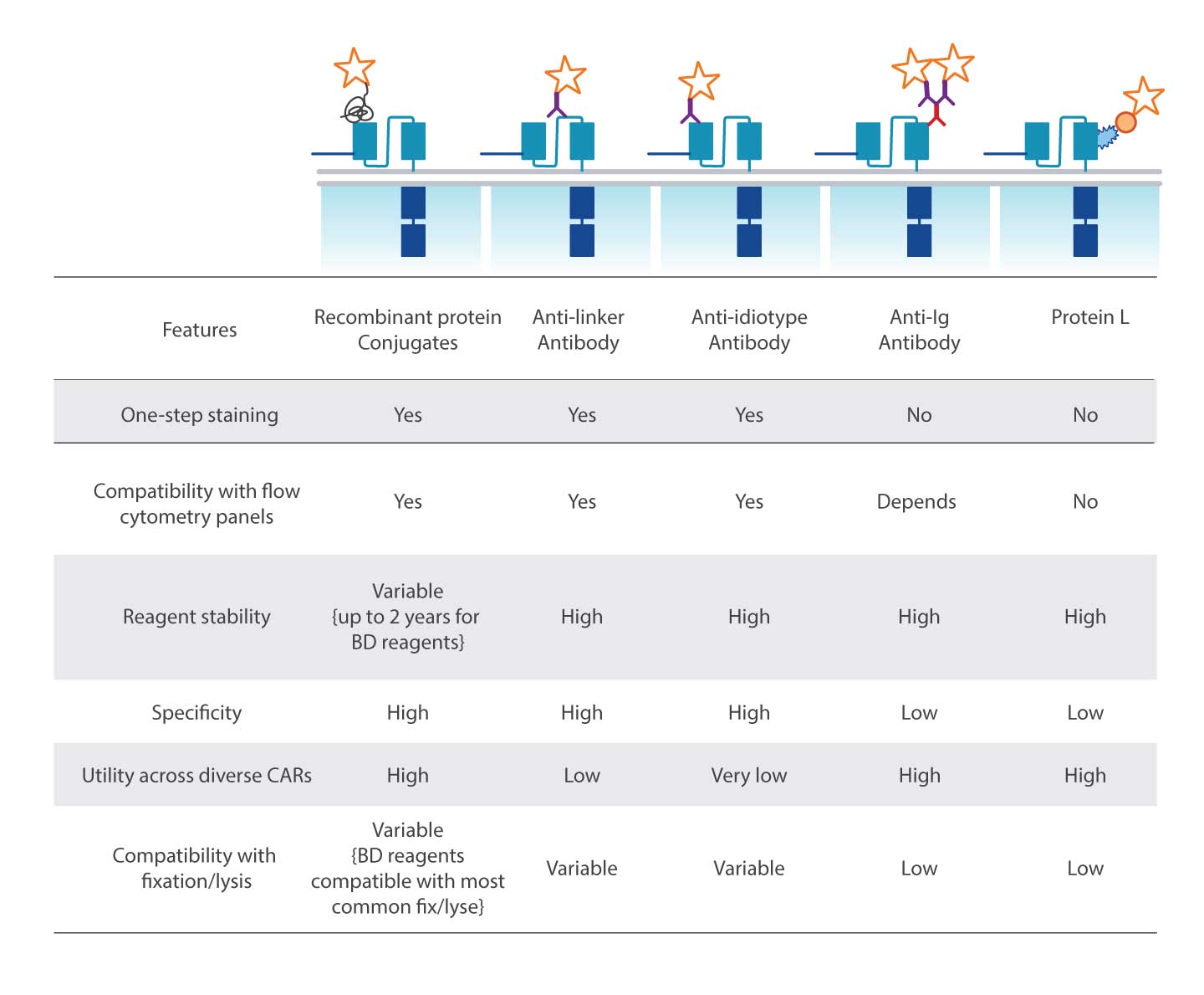 BD® CAR Detection Reagents